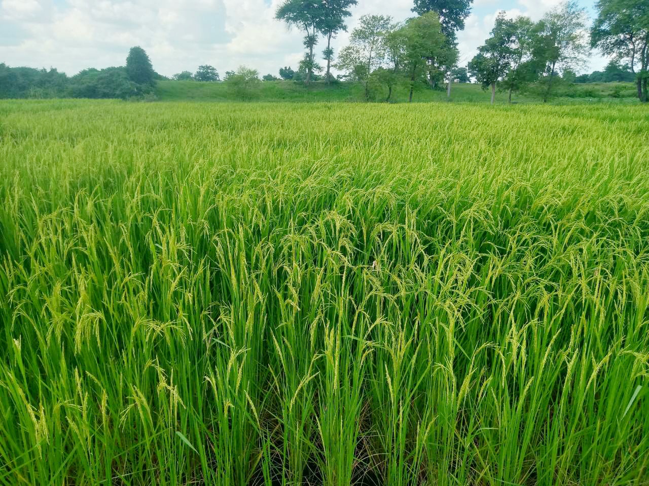 နတ် မောက်မြို့နယ်တွင် နွေစပါးများ အောင်မြင်ဖြစ်ထွန်း Information And